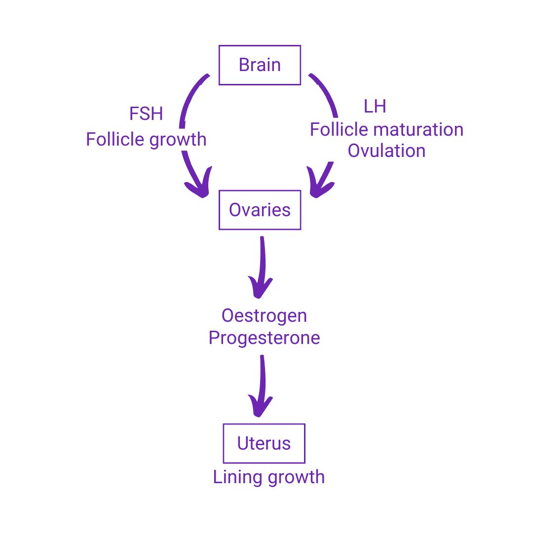 Fertility Explained Varta